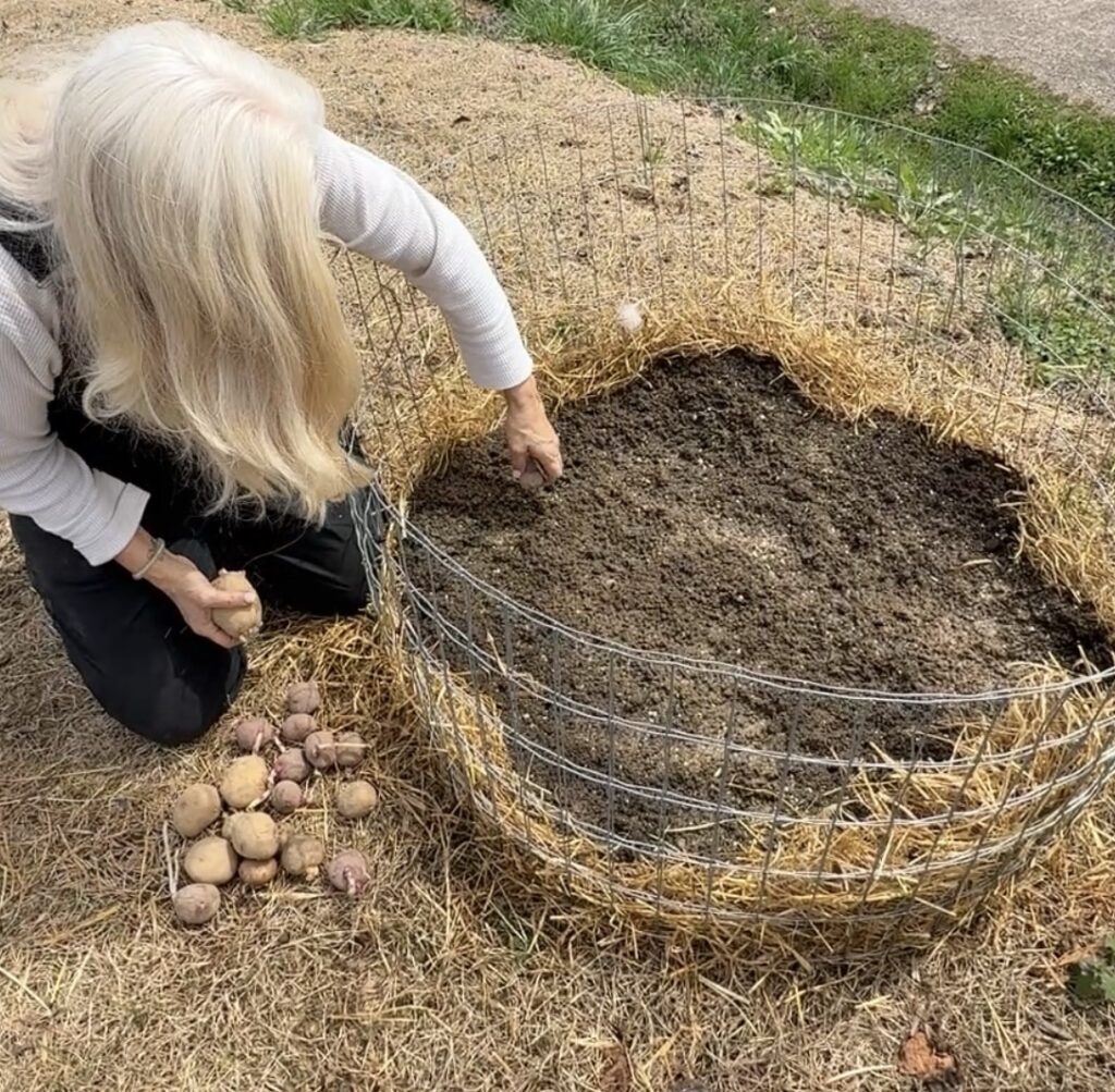 How We Grow Potatoes in a Wire Tower (Easy to Plant, No Digging to ...